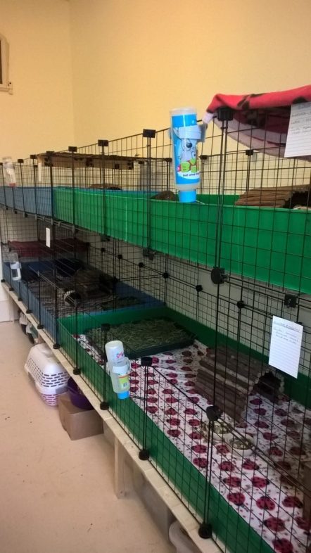 Gallery - C&C Guinea Pig Cages - Mesh and Grid Cages for Pets