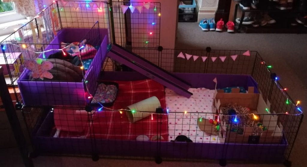 Gallery - C&C Guinea Pig Cages - Mesh and Grid Cages for Pets