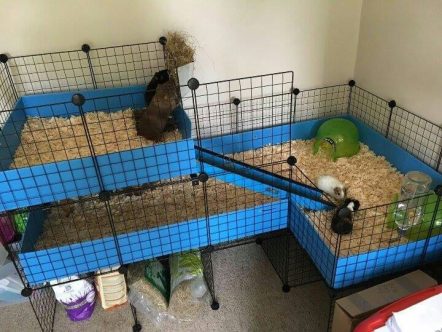Gallery - C&C Guinea Pig Cages - Mesh and Grid Cages for Pets