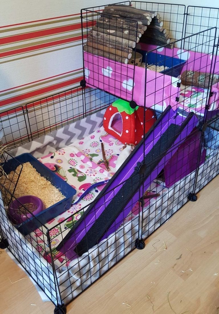 Gallery - C&C Guinea Pig Cages - Mesh and Grid Cages for Pets