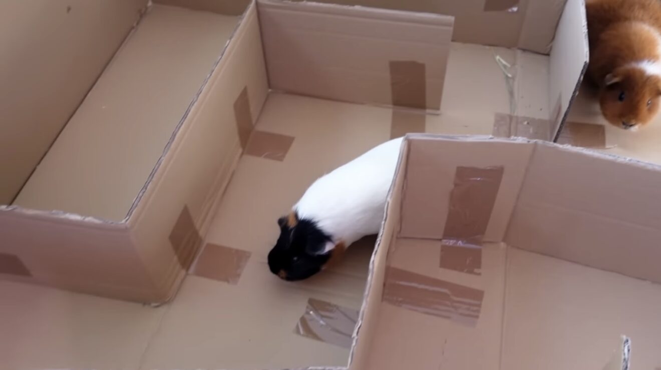🐹 5 Enrichment Ideas for Bored Guinea Pigs - C and C Guinea Pig Cages